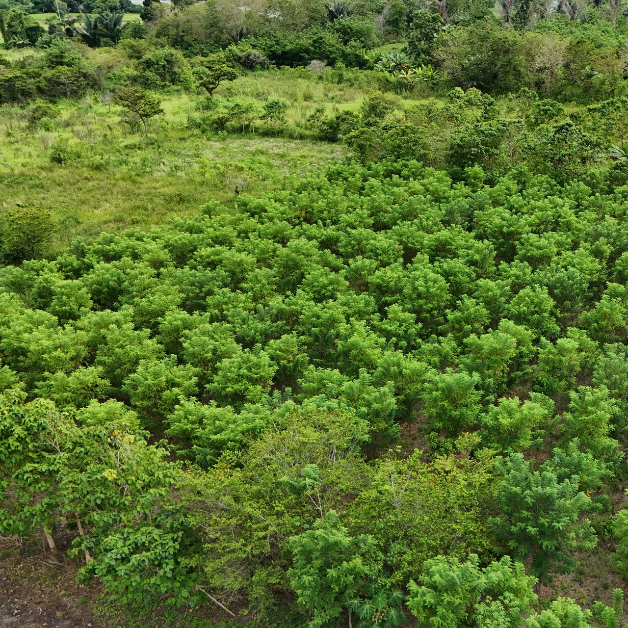 Forest Programme III, Lore Lindu Bosphere (Sulawesi): Dorsch Global DC Asia